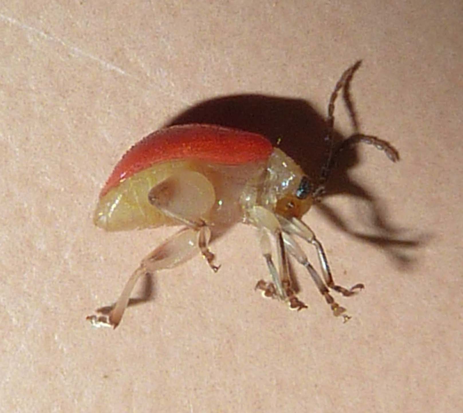 Ptocadica "red"