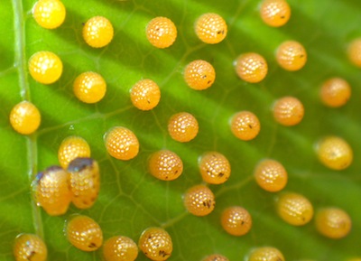 Laparus doris