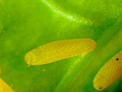 Parchicola "yellow-tibia"