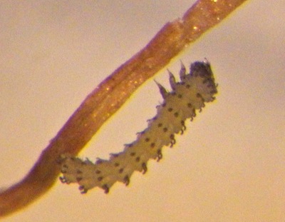 Parchicola "yellow-tibia"