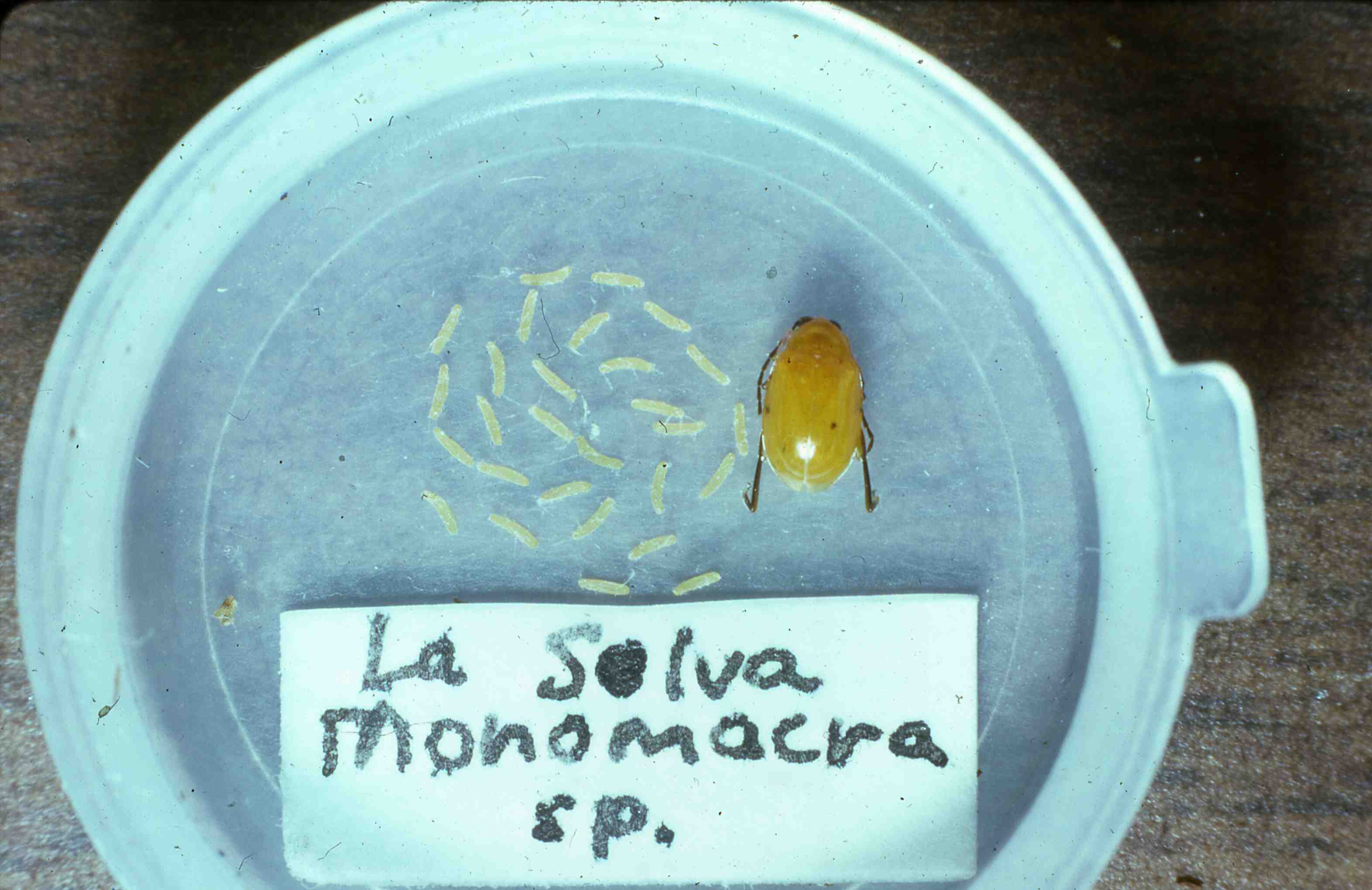 Parchicola "black-tibia"