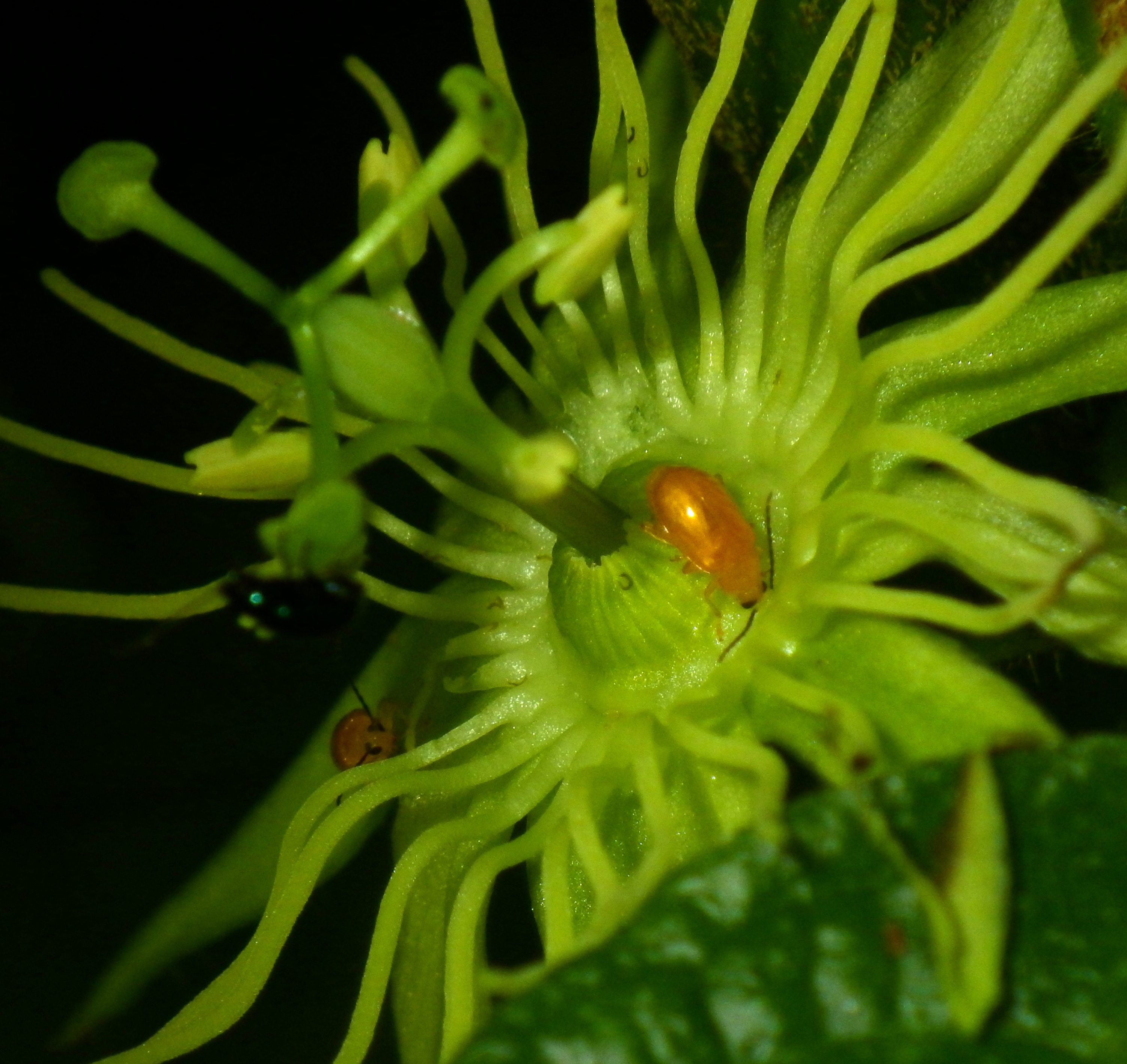 Parchicola DF2