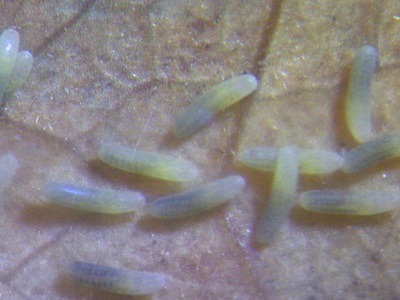 Parchicola DF2