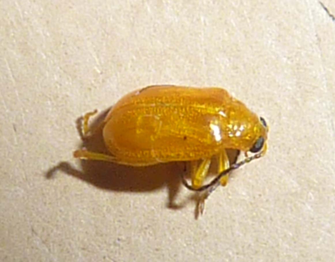 Parchicola DF2