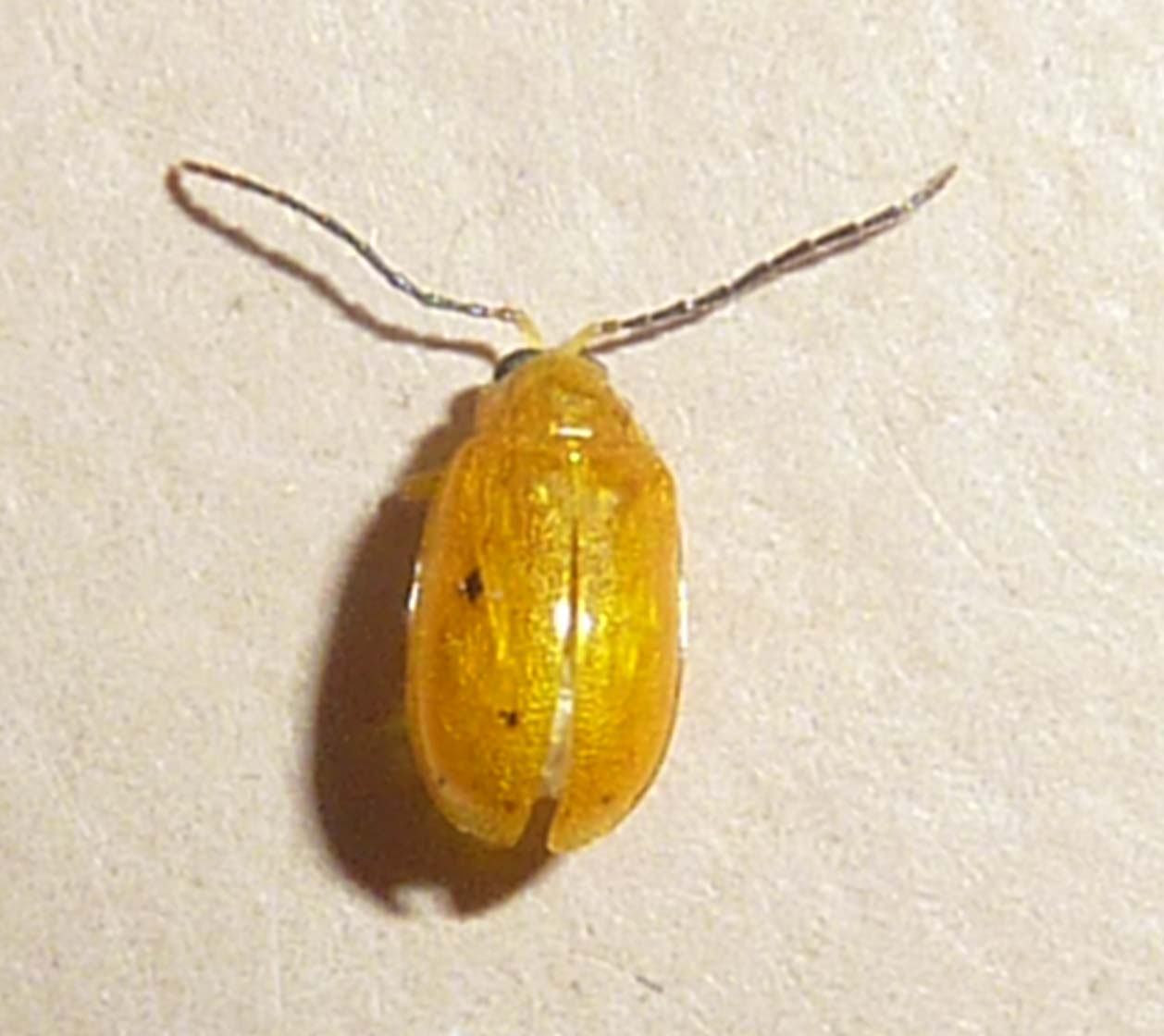 Parchicola DF2