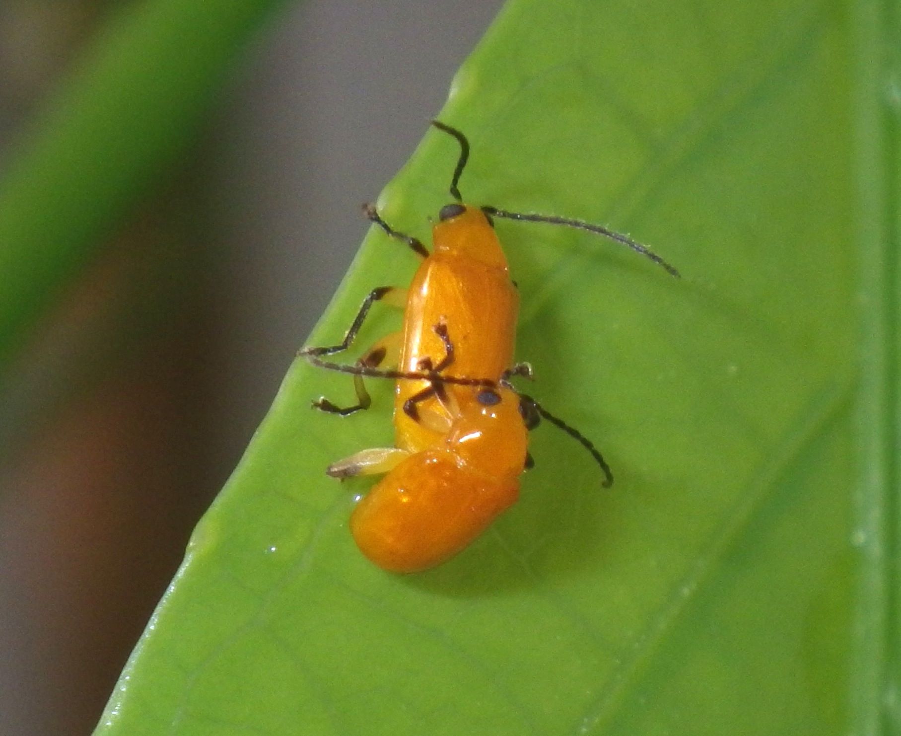 Passiflora ambigua
